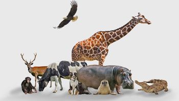 Bildetema - Flersproget billedordbog